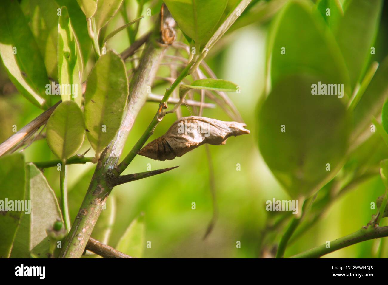 A Cocoon hanging from a lime tree Stock Photo - Alamy