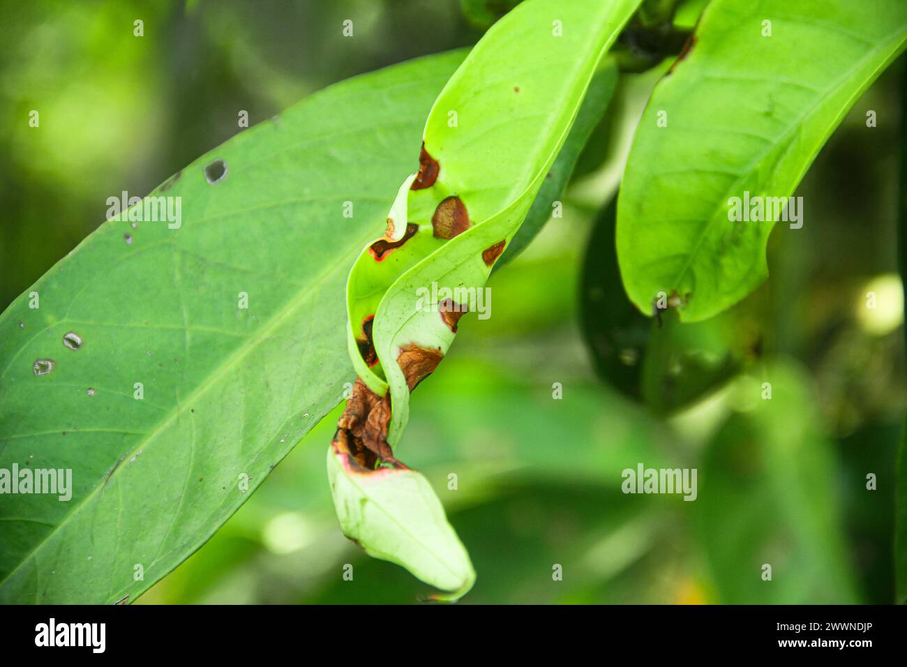 Animal destroying trees hi-res stock photography and images - Alamy