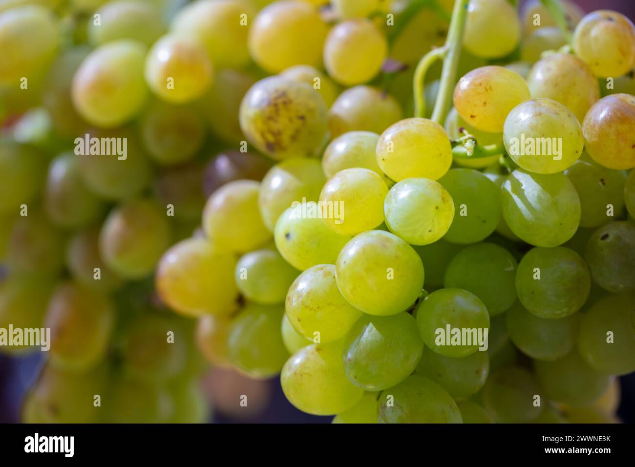 Clusters of elite green grape varieties with large berries close-up ...