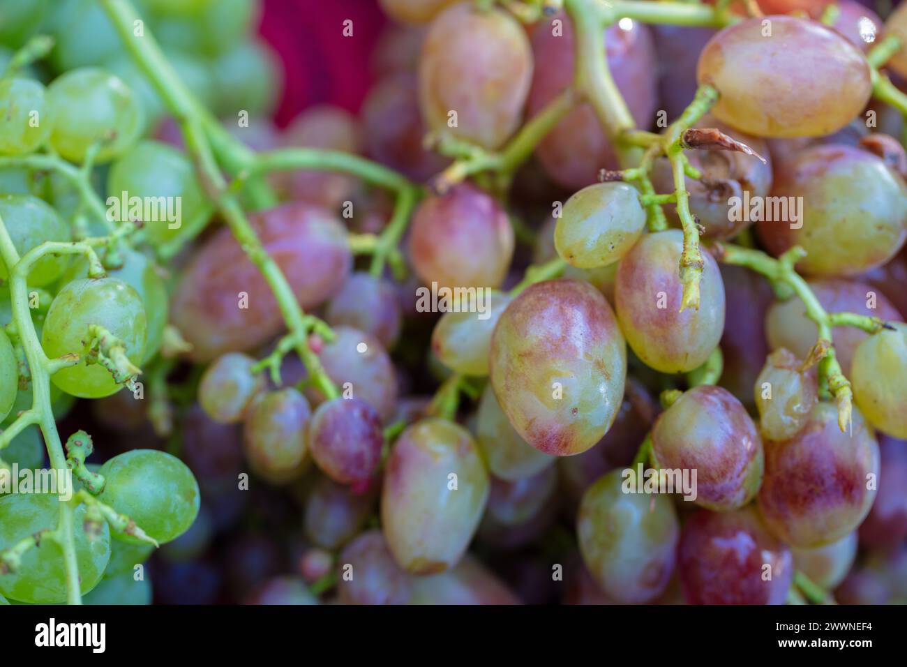 Bunches of grapes of different varieties are green and red. Elite grape ...