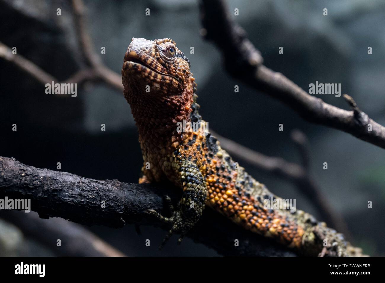 London, UK. 25 March 2024. Crocodile lizard (Shinisaurus crocodilurus ...