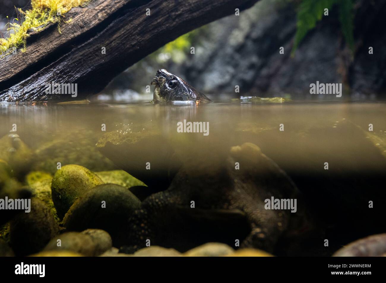 London, UK. 25 March 2024. Big-headed turtle (Platysternon megacephalum ...