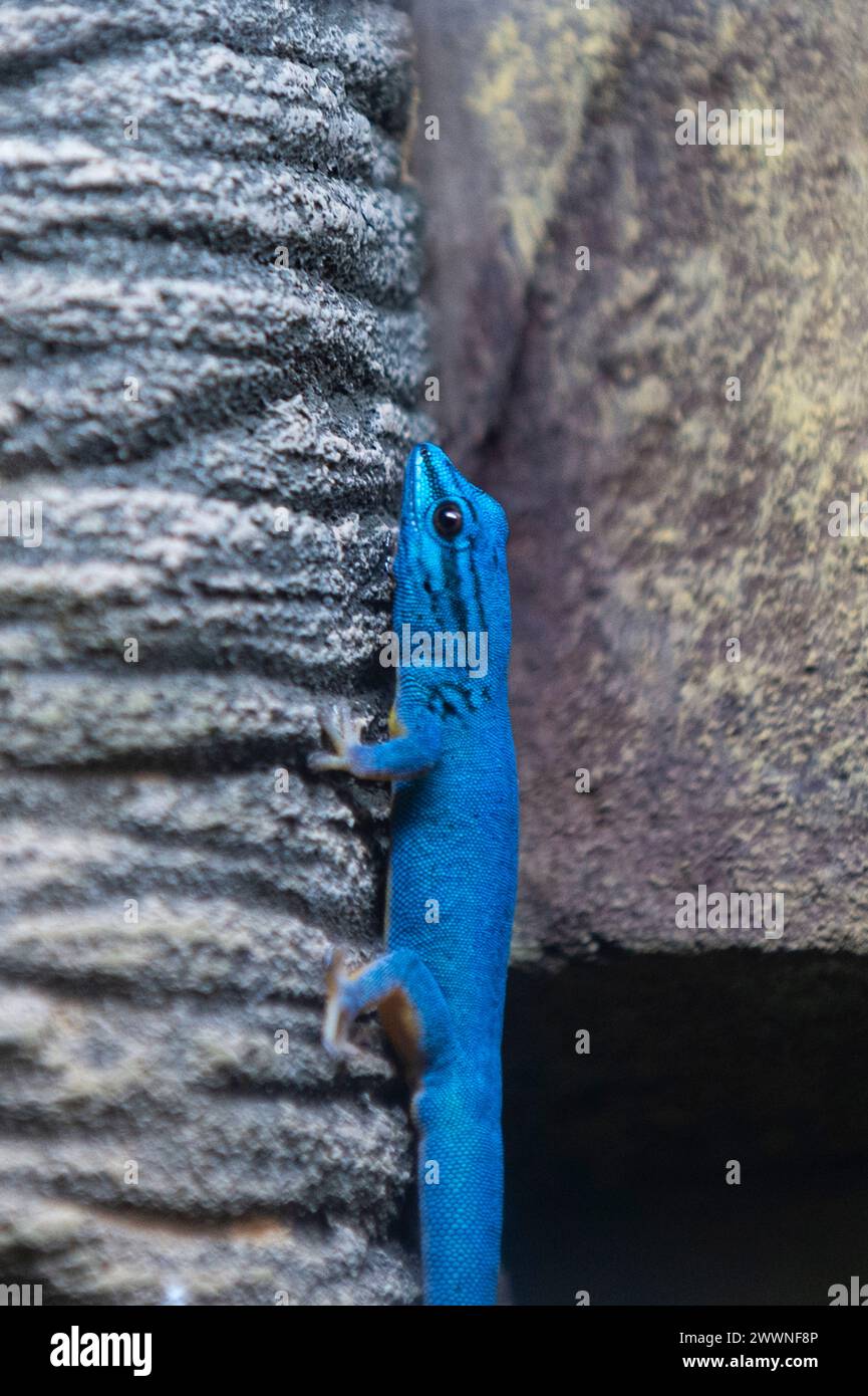 London, UK. 25 March 2024. Turquoise dwarf gecko (Lygodactylus ...