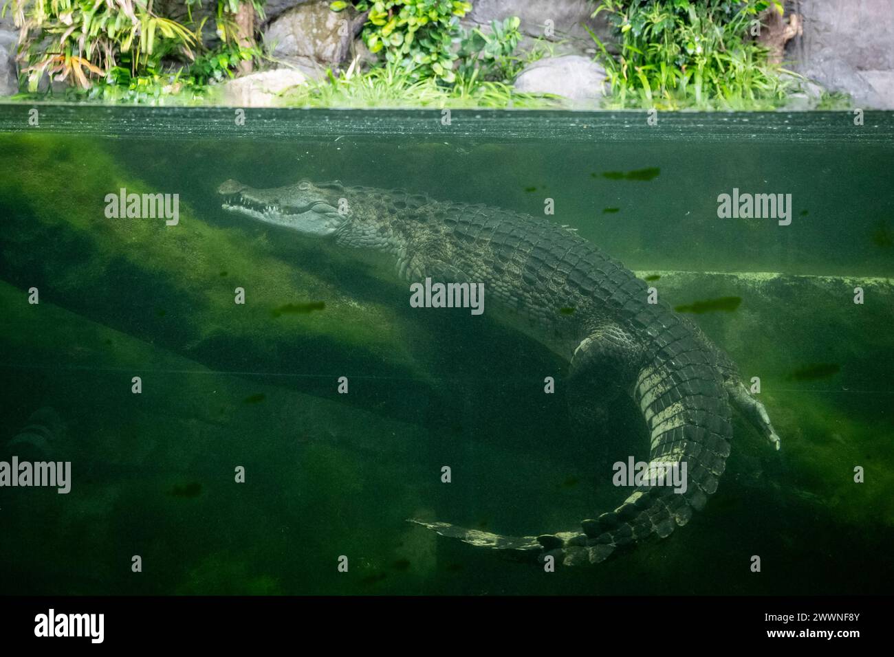 London, UK. 25 March 2024. Philippine crocodile (Crocodylus mindorenis ...