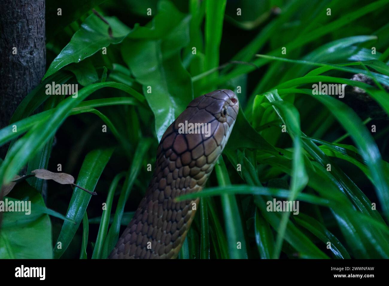 London, UK. 25 March 2024. King cobra (Ophiophagus hannah) at a preview ...