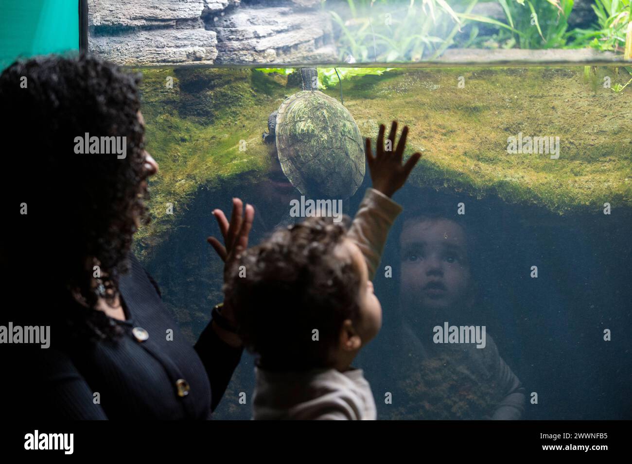 Secret life of reptiles and amphibians hi-res stock photography and images - Alamy