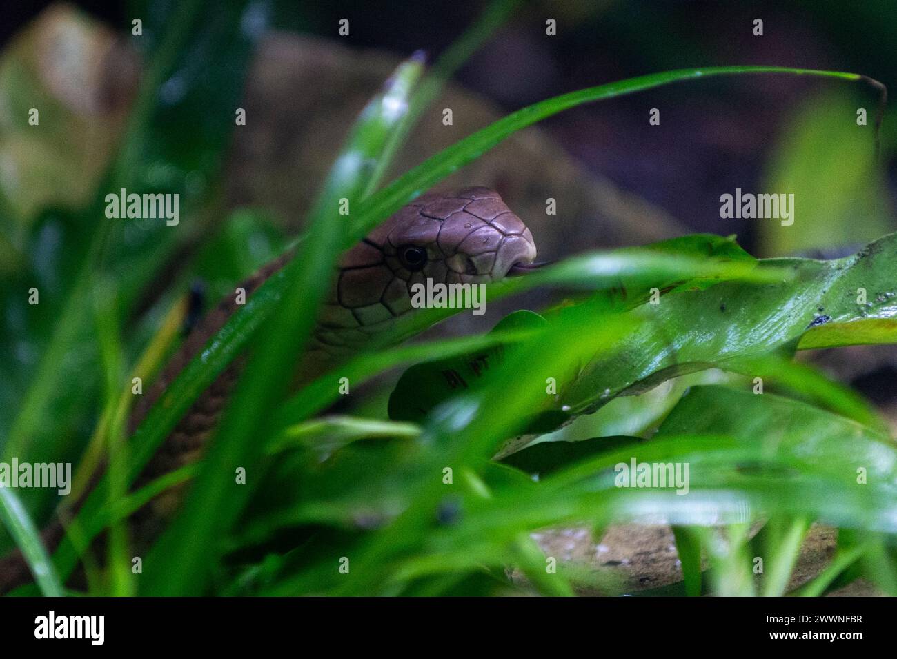 London, UK. 25 March 2024. King cobra (Ophiophagus hannah) at a preview ...