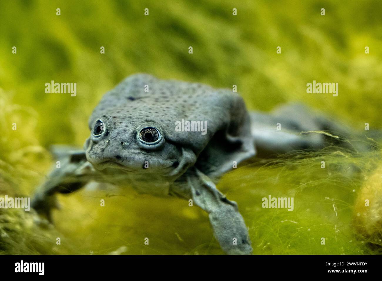 London, UK. 25 March 2024. Titicaca frog (Telmatobius coleus) at a ...