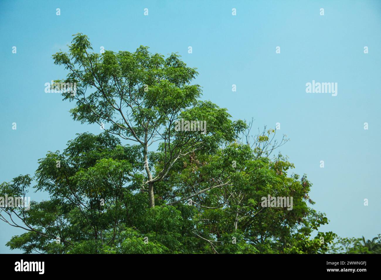 Lush trees in Indonesia's natural tropical rainforest Stock Photo - Alamy