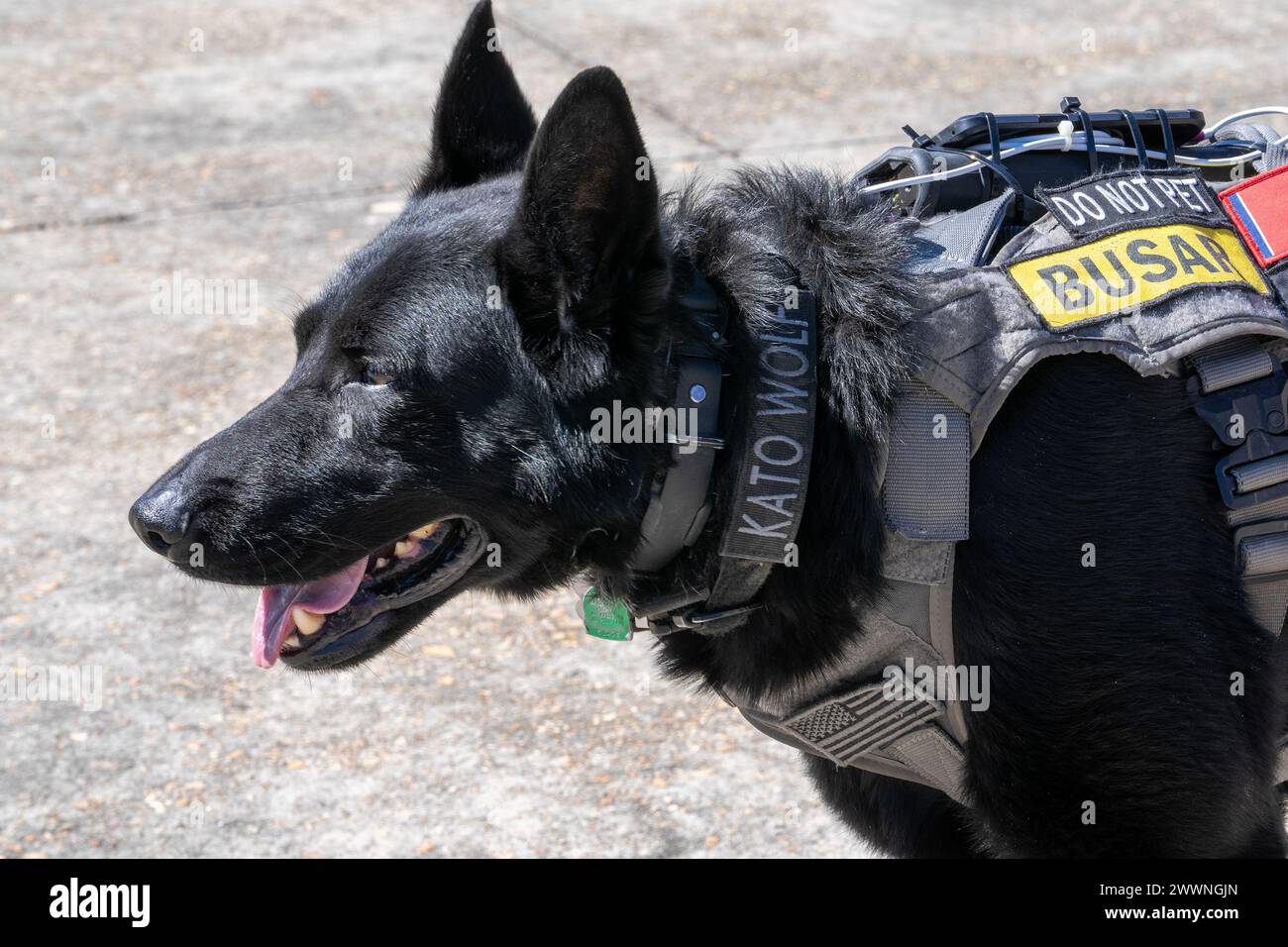 Kato, a multipurpose K9 search and rescue dog who supports and assists ...