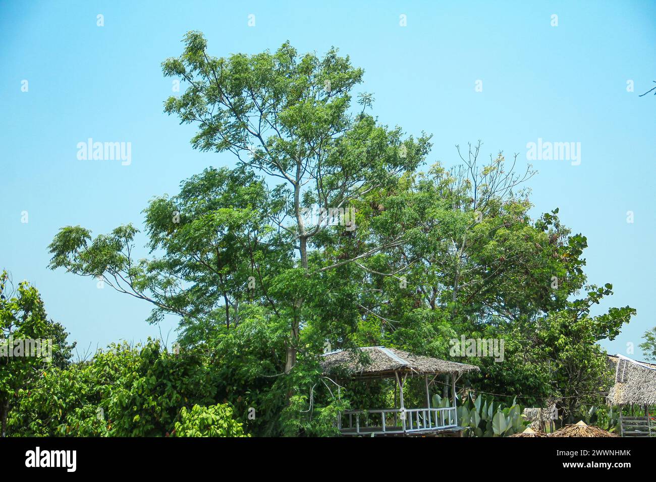 Tree huts made of wood and traditional roofs are located next to lush ...