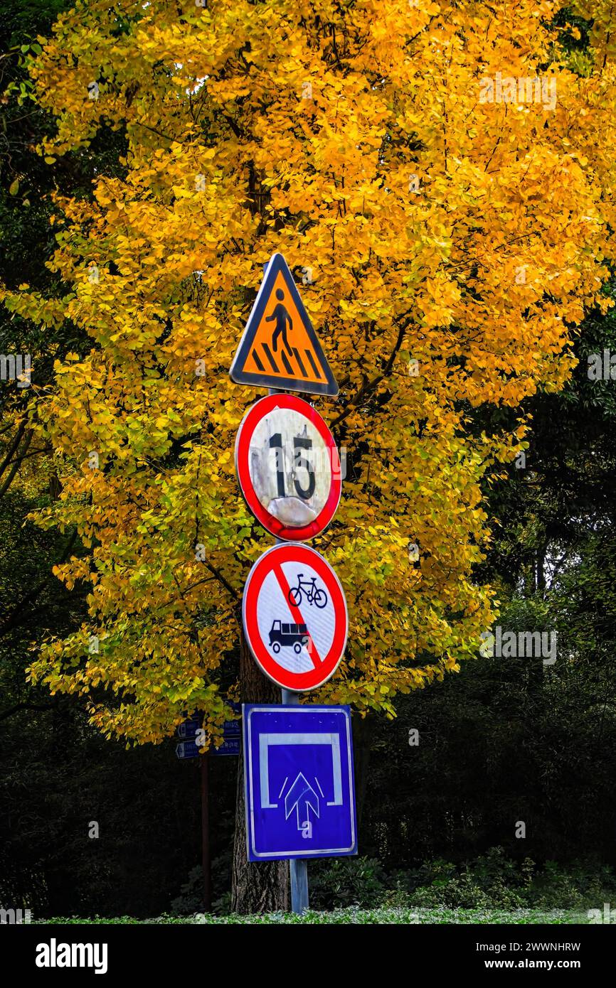 A street corner with traffic signs and beautiful ginkgo in autumn Stock ...
