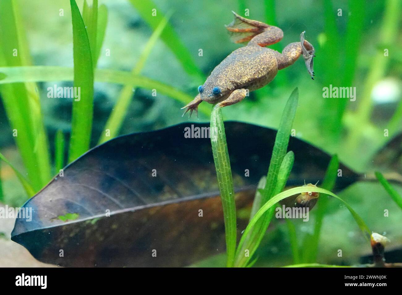 A Lake Oku Clawed Frog at London Zoo's new experience, The Secret Life of Reptiles and ...