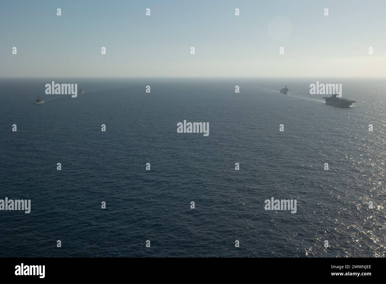 Turkish wasp hi-res stock photography and images - Alamy