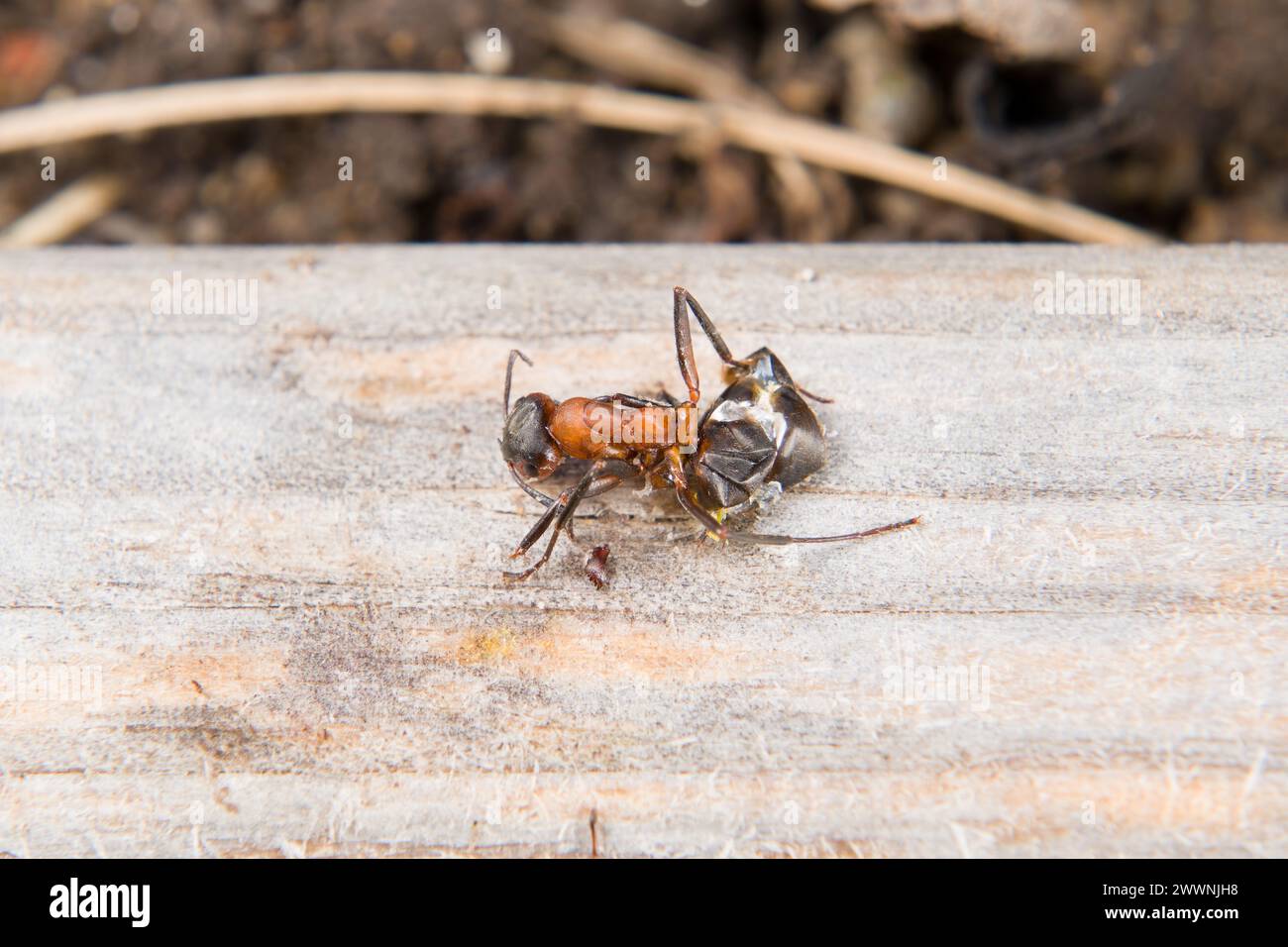 Close-up of a dead trampled ant on the ground crawling over earth and ...