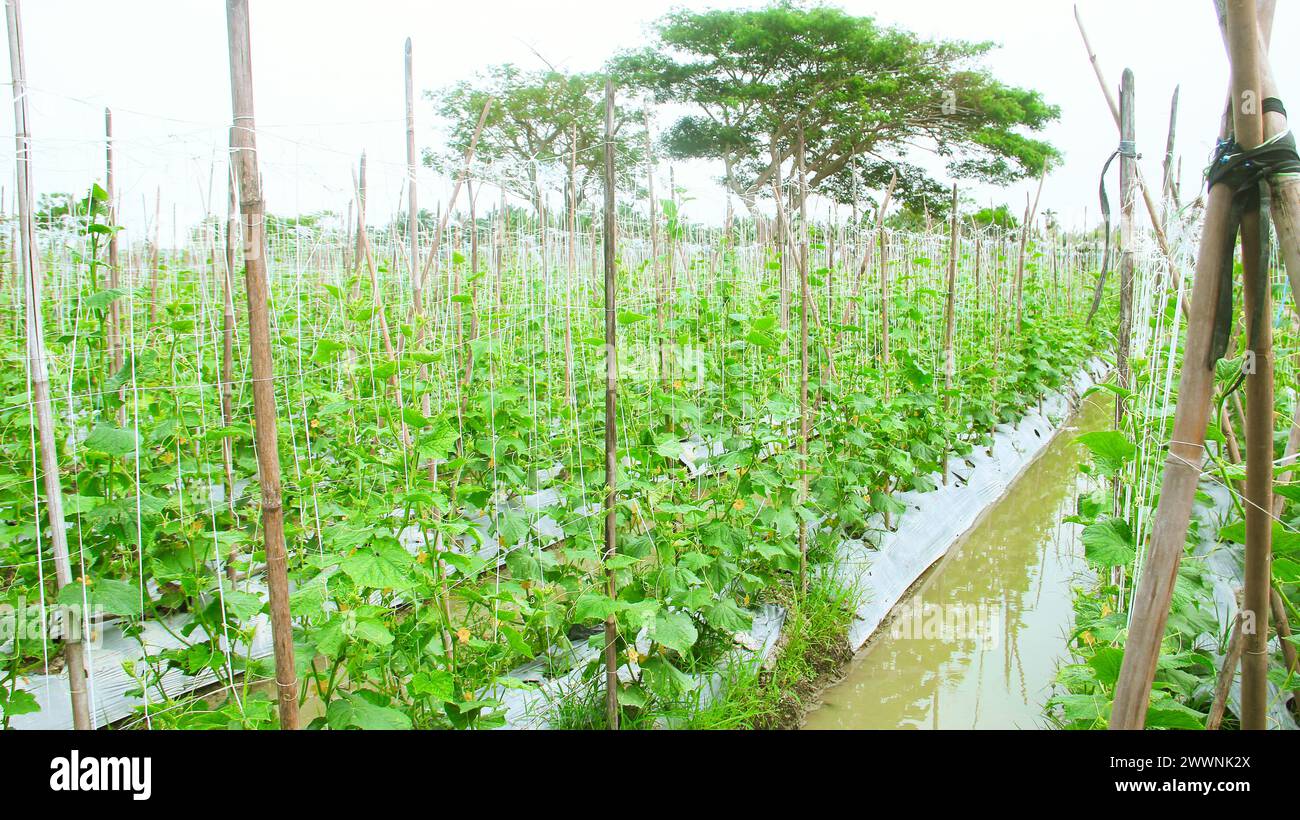 Cucumber farming land that uses wooden poles to support the plants ...