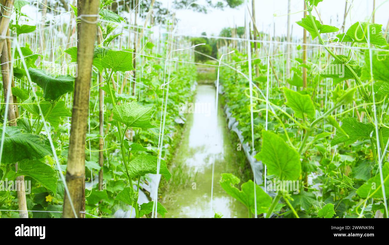 Cucumber farming land that uses wooden poles to support the plants ...