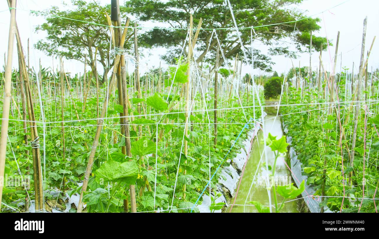 Cucumber farming land that uses wooden poles to support the plants ...