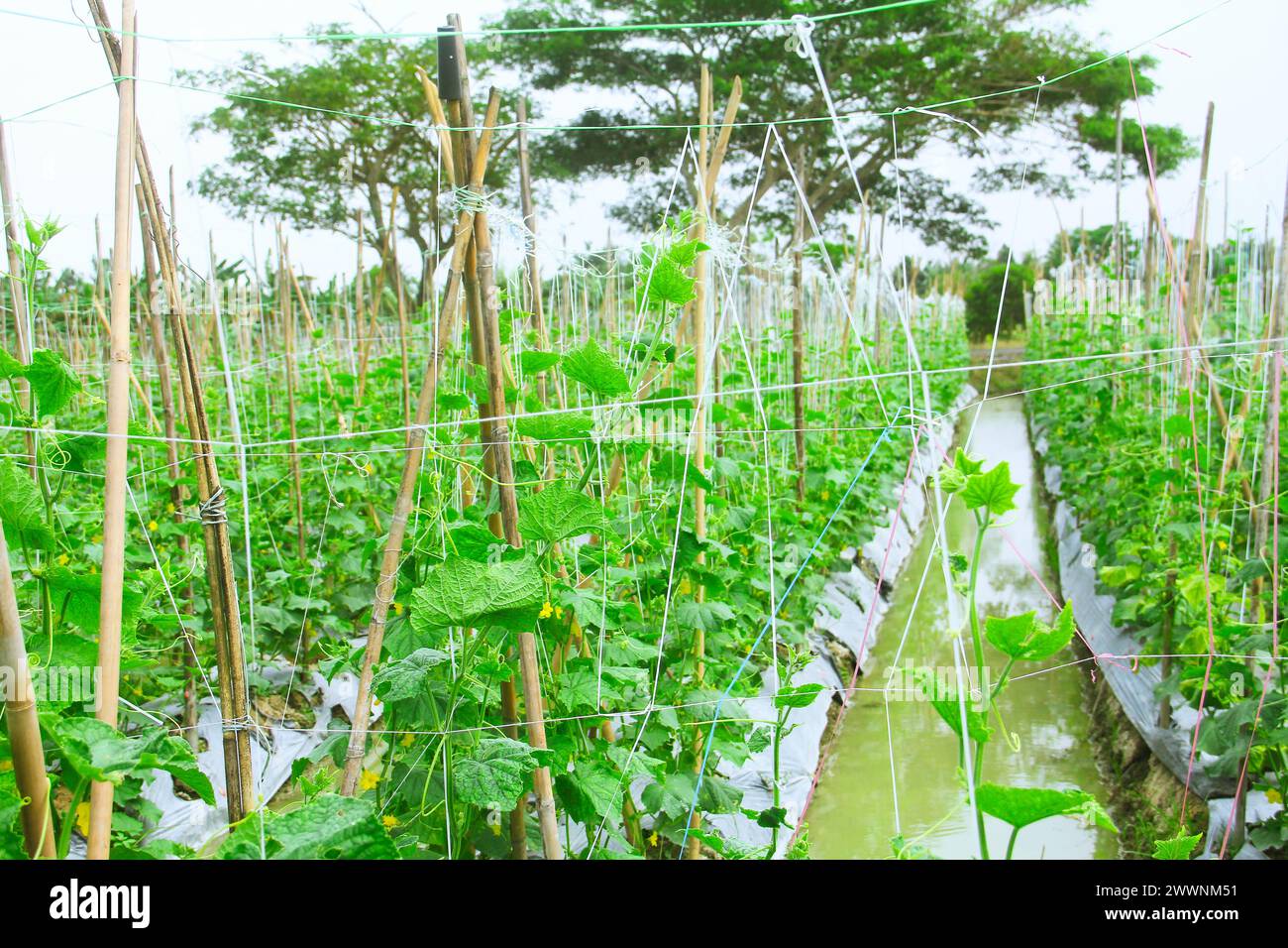 Cucumber farming land that uses wooden poles to support the plants ...