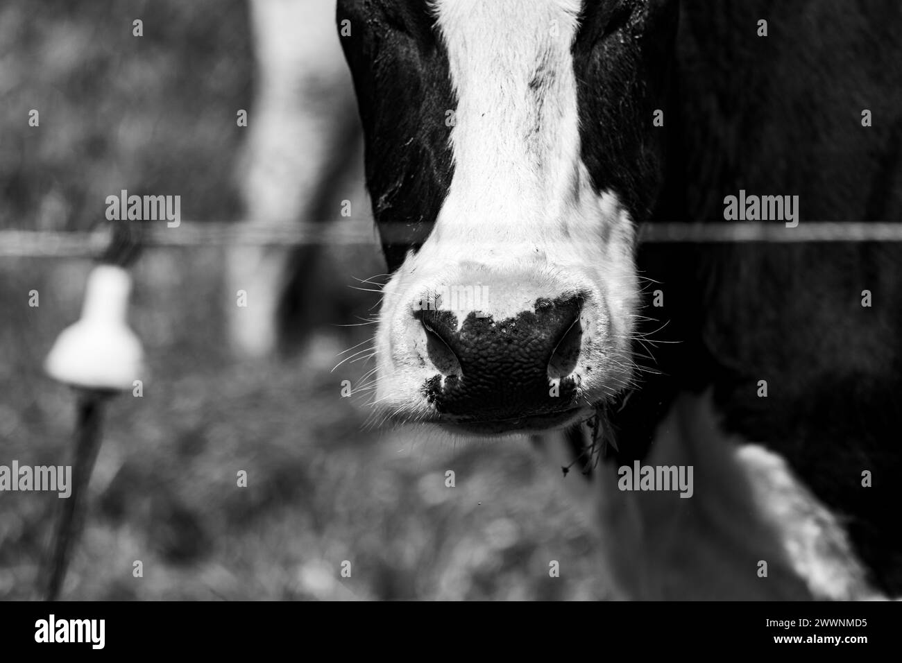 Cows on pasture, happy farm animals, at Azores islands in Portugal ...