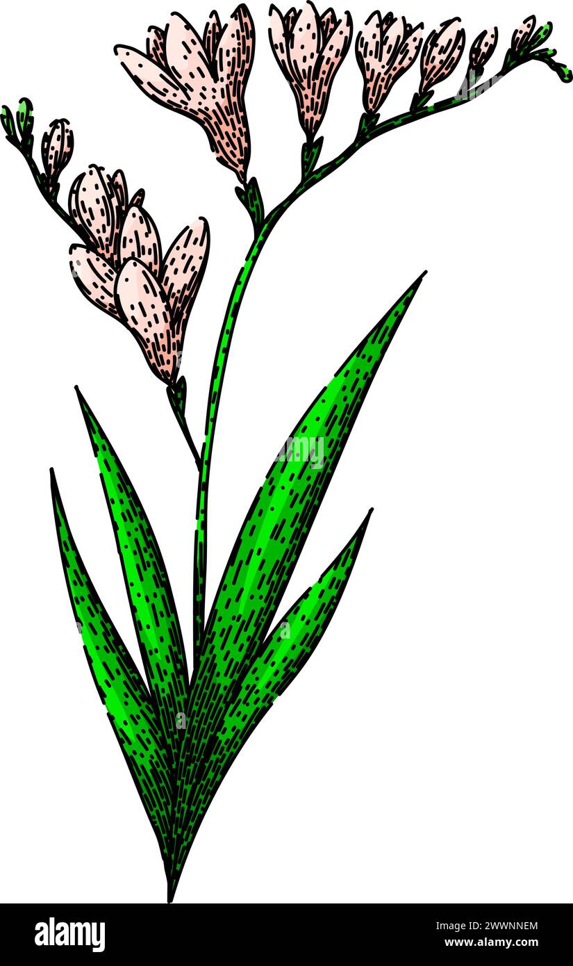 botanical freesia sketch hand drawn vector Stock Vector Image & Art - Alamy