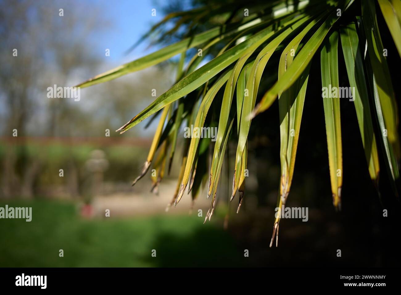 palm tree branches Stock Photo - Alamy