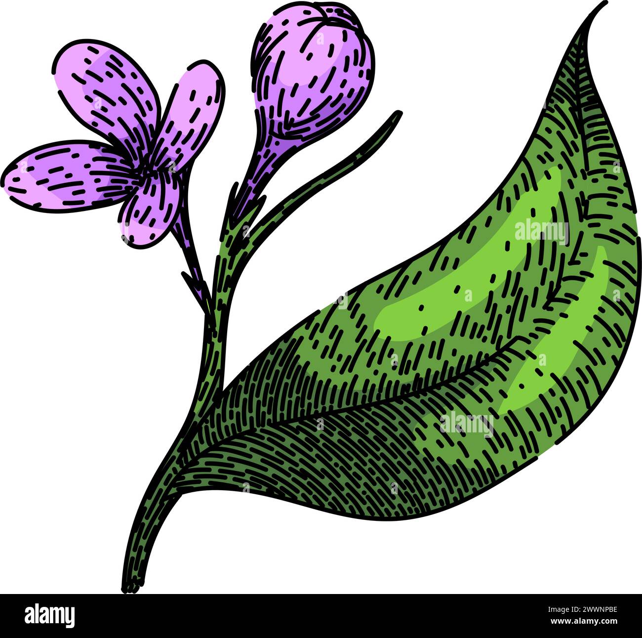 purple lilac sketch hand drawn vector Stock Vector Image & Art - Alamy