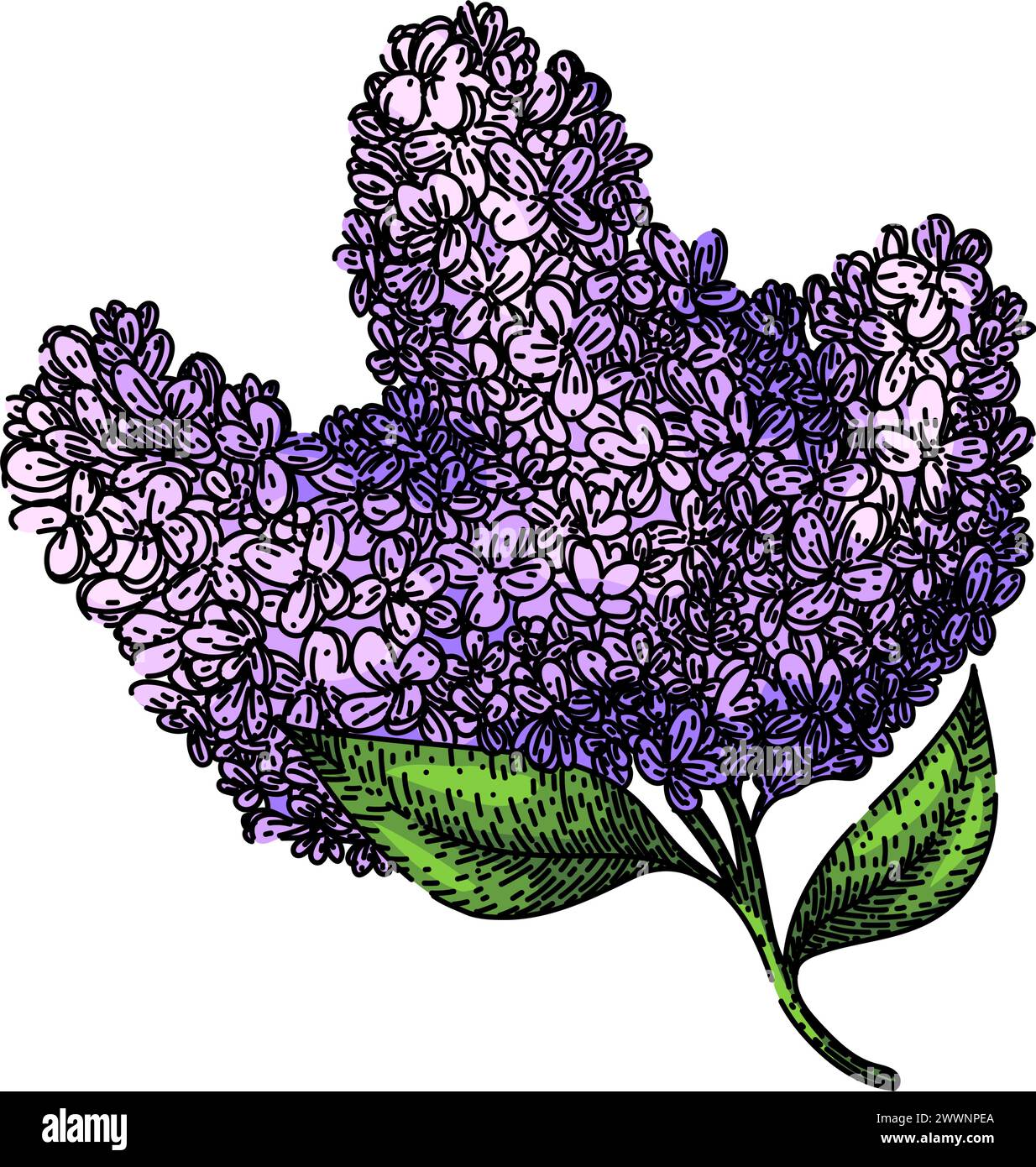 line lilac sketch hand drawn vector Stock Vector Image & Art - Alamy