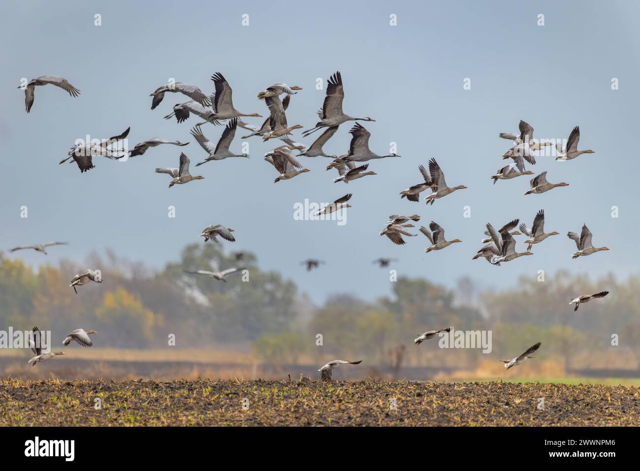 Flock of birds, Common Crane, migration in Hortobagy National Park ...