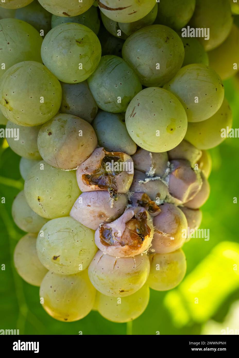White grapes damaged by ants and attacked infested with rot and mold ...