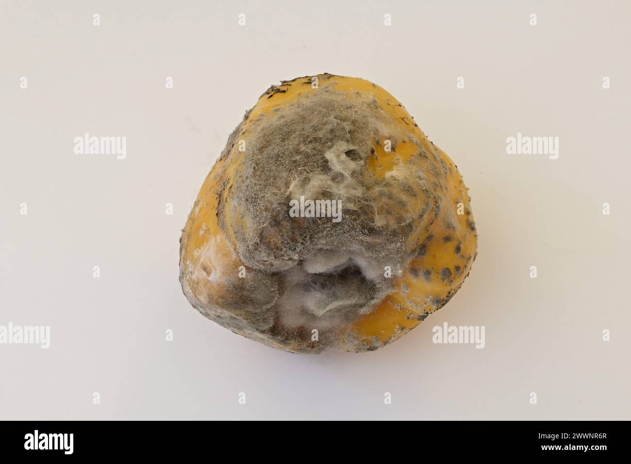 Furry mould hi-res stock photography and images - Alamy