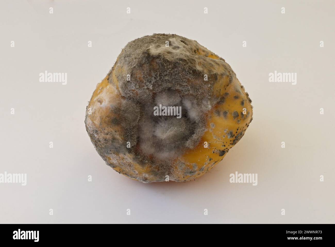 Mouldy, Fungal rotten yellow Pepper Stock Photo - Alamy