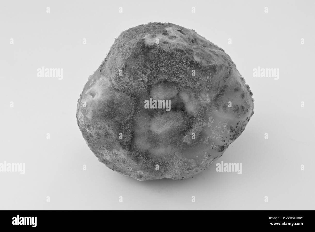 Mouldy, Fungal rotten yellow Pepper Stock Photo - Alamy