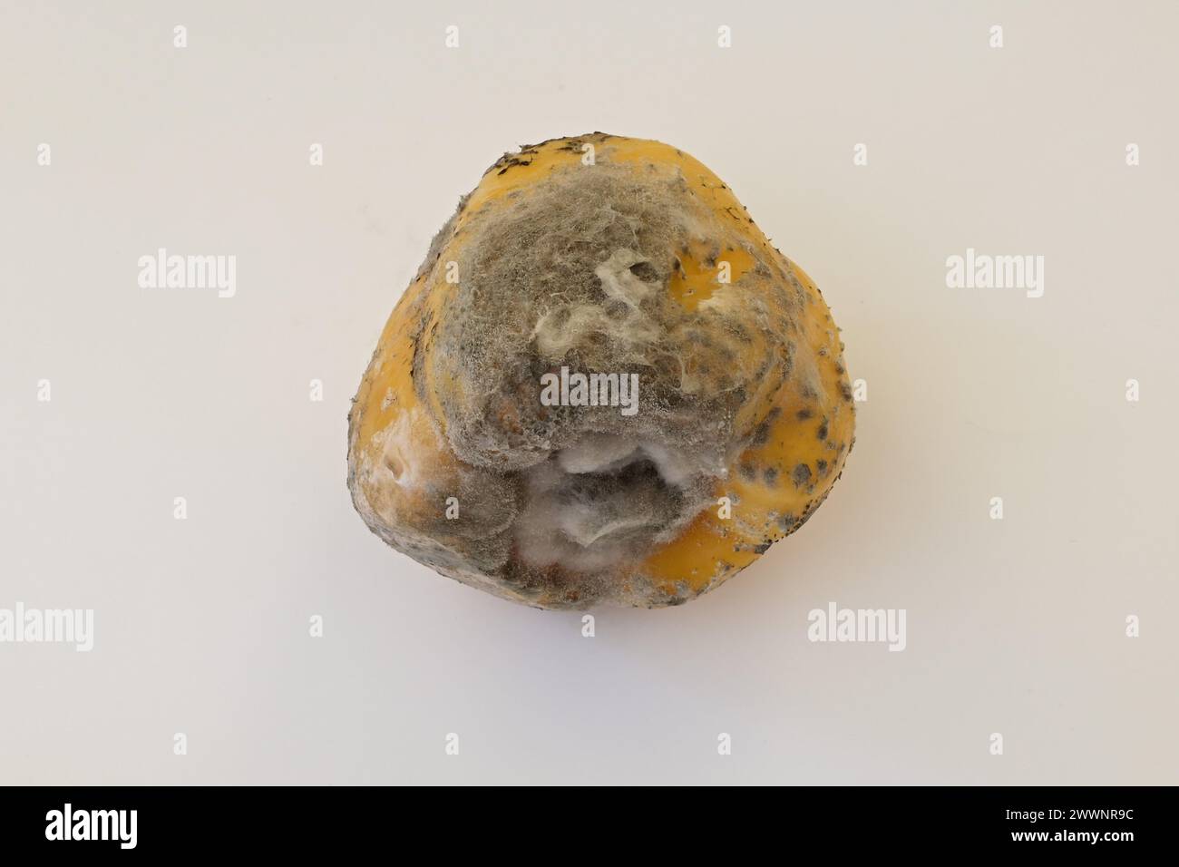 Furry mould hi-res stock photography and images - Alamy