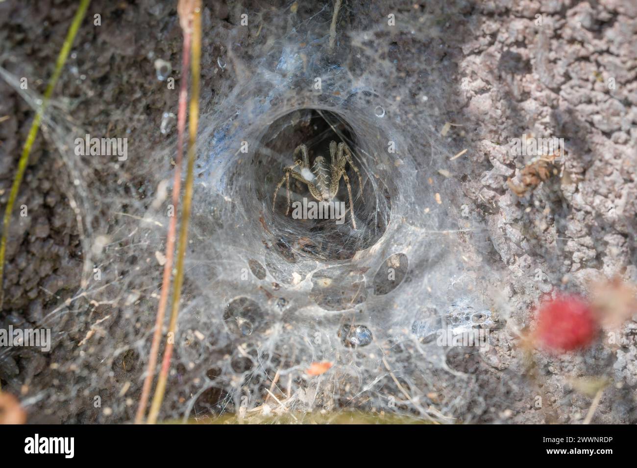 Close-up of an angle spider web spider in its web on a house wall ...
