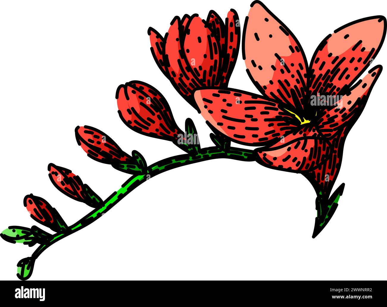 flower freesia sketch hand drawn vector Stock Vector Image & Art - Alamy