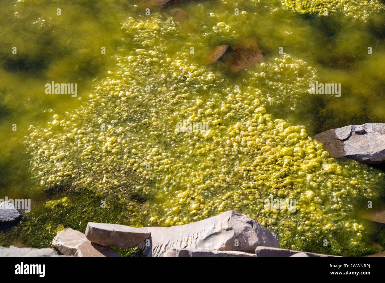 Filamentous algae that are bubbling to the surface of water. It is also ...