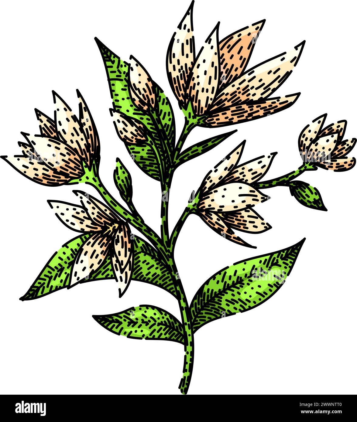 vintage jasmine sketch hand drawn vector Stock Vector Image & Art - Alamy
