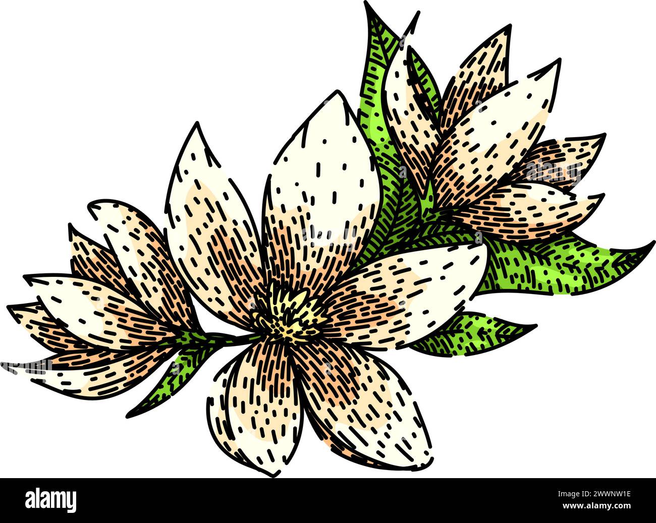 petal jasmine sketch hand drawn vector Stock Vector Image & Art - Alamy