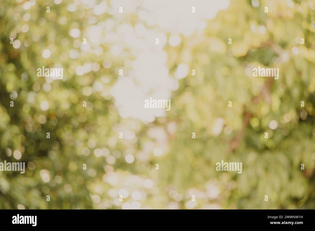 unfocused green leaves texture background Stock Photo - Alamy