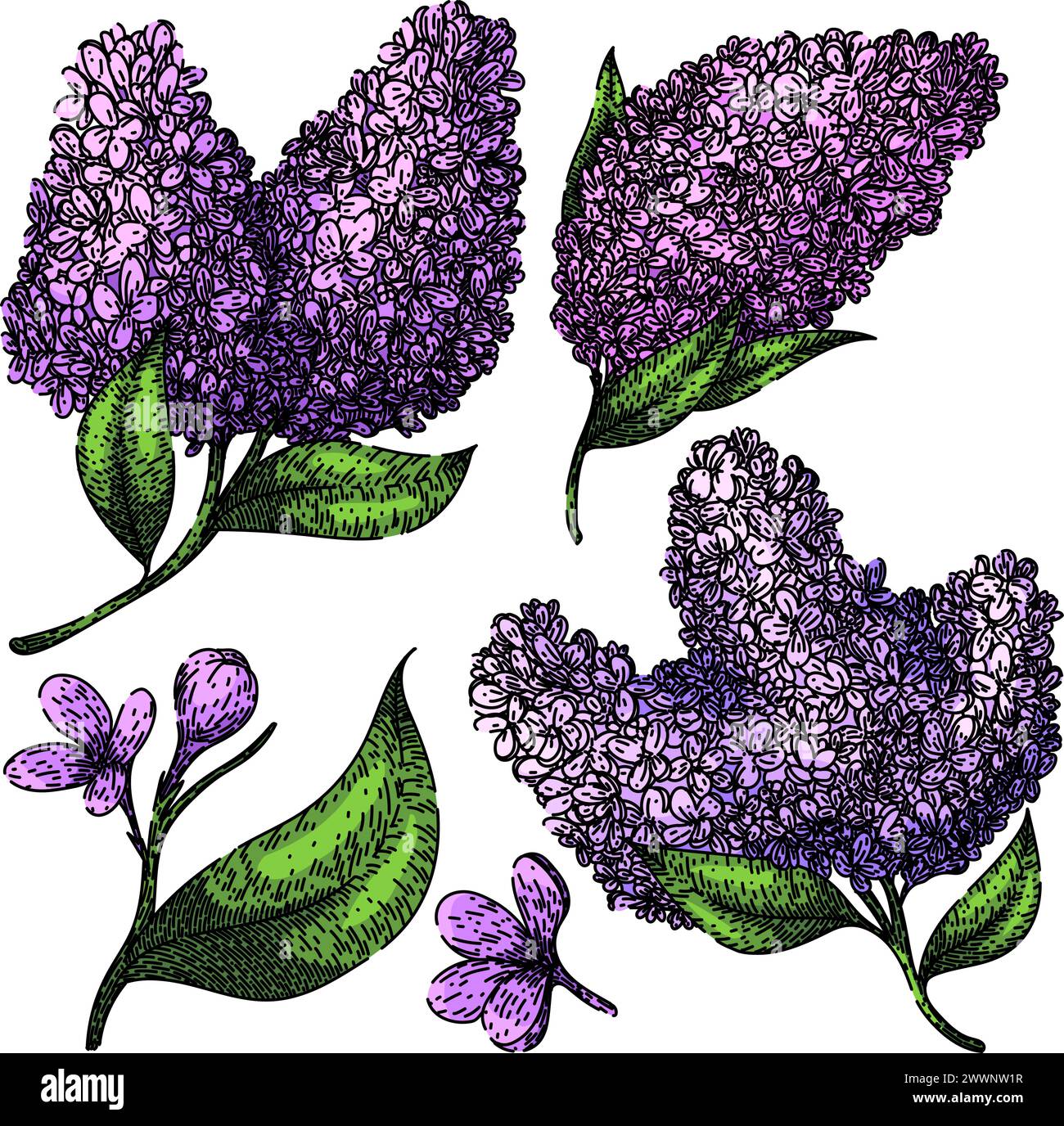 lilac set sketch hand drawn vector Stock Vector Image & Art - Alamy