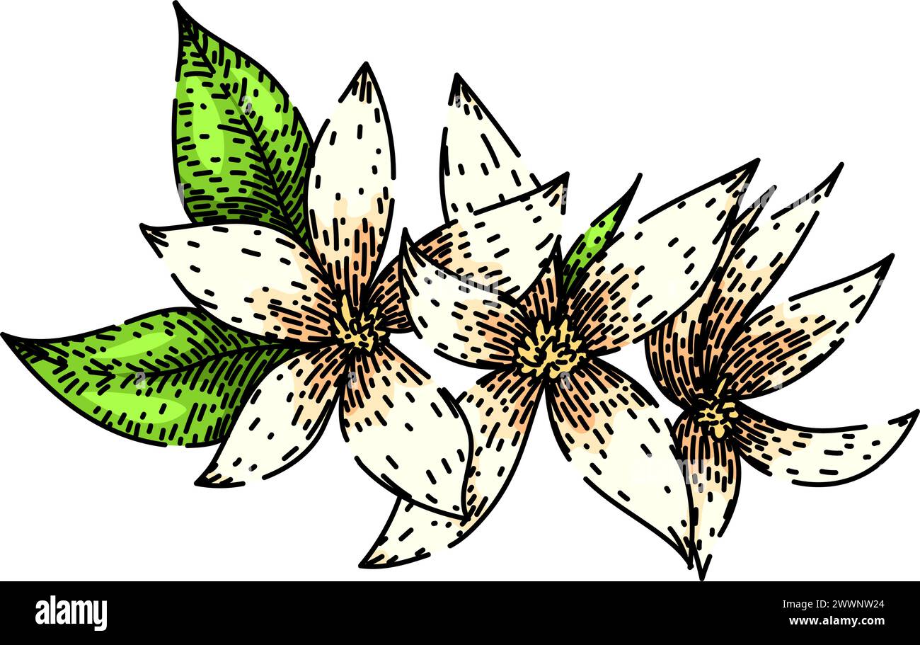 isolated jasmine sketch hand drawn vector Stock Vector Image & Art - Alamy