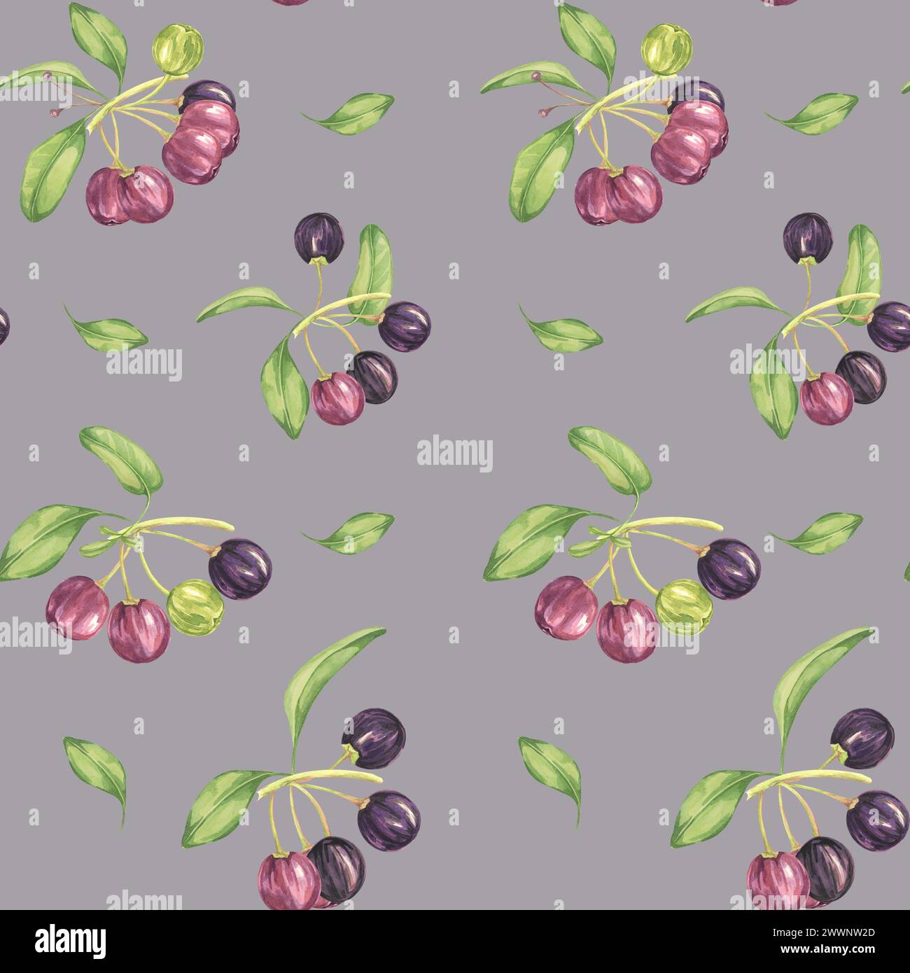 Maqui berry hi-res stock photography and images - Alamy