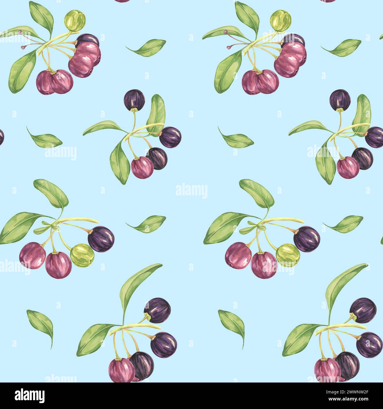 Maqui berry hi-res stock photography and images - Alamy