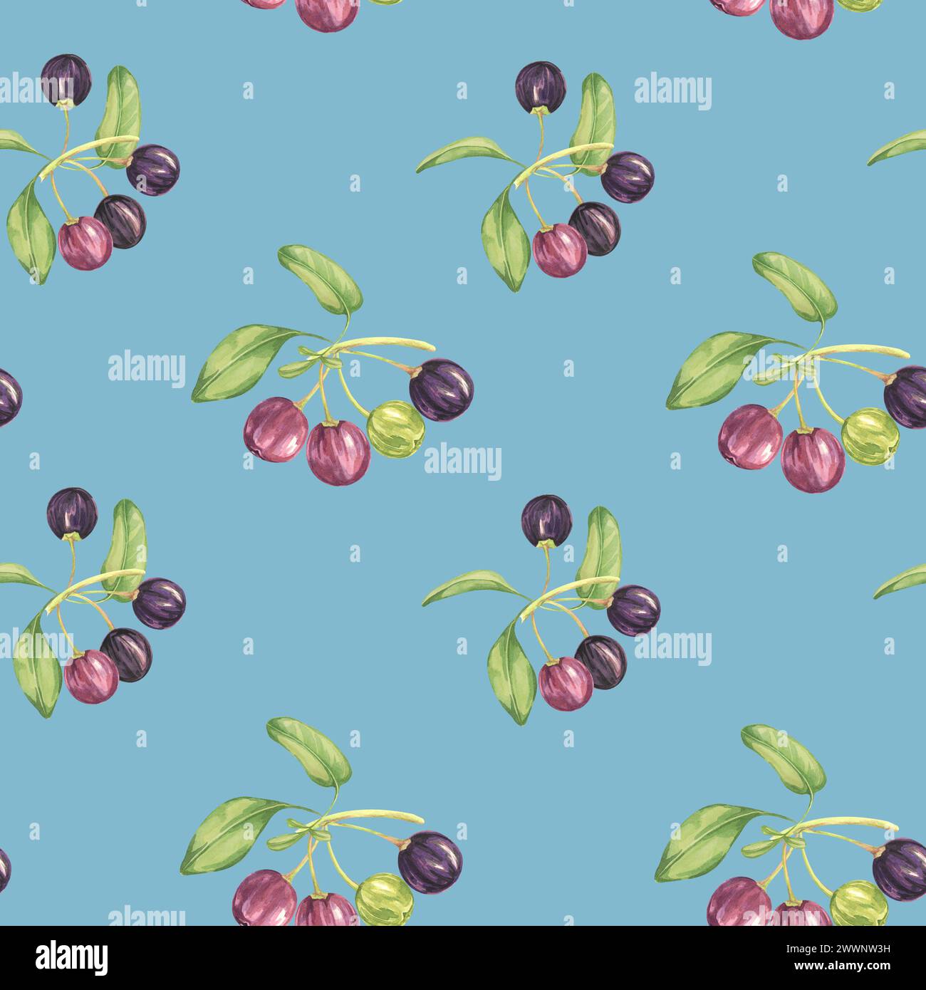 Aristotelia chilensis hi-res stock photography and images - Alamy