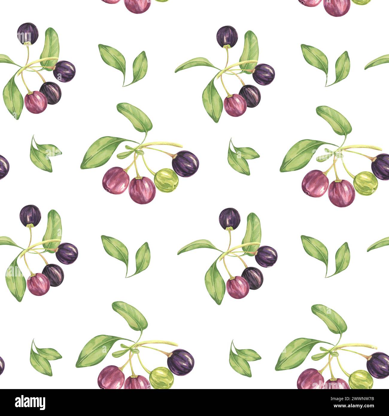 Maqui berry hi-res stock photography and images - Alamy