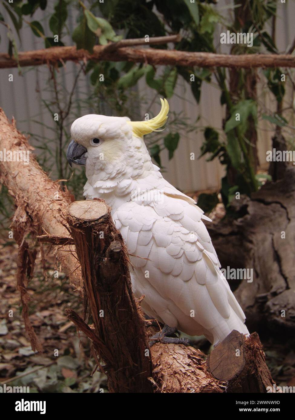 A sulphur-crested cockatoo on a branch in the zoo. Australia Stock ...