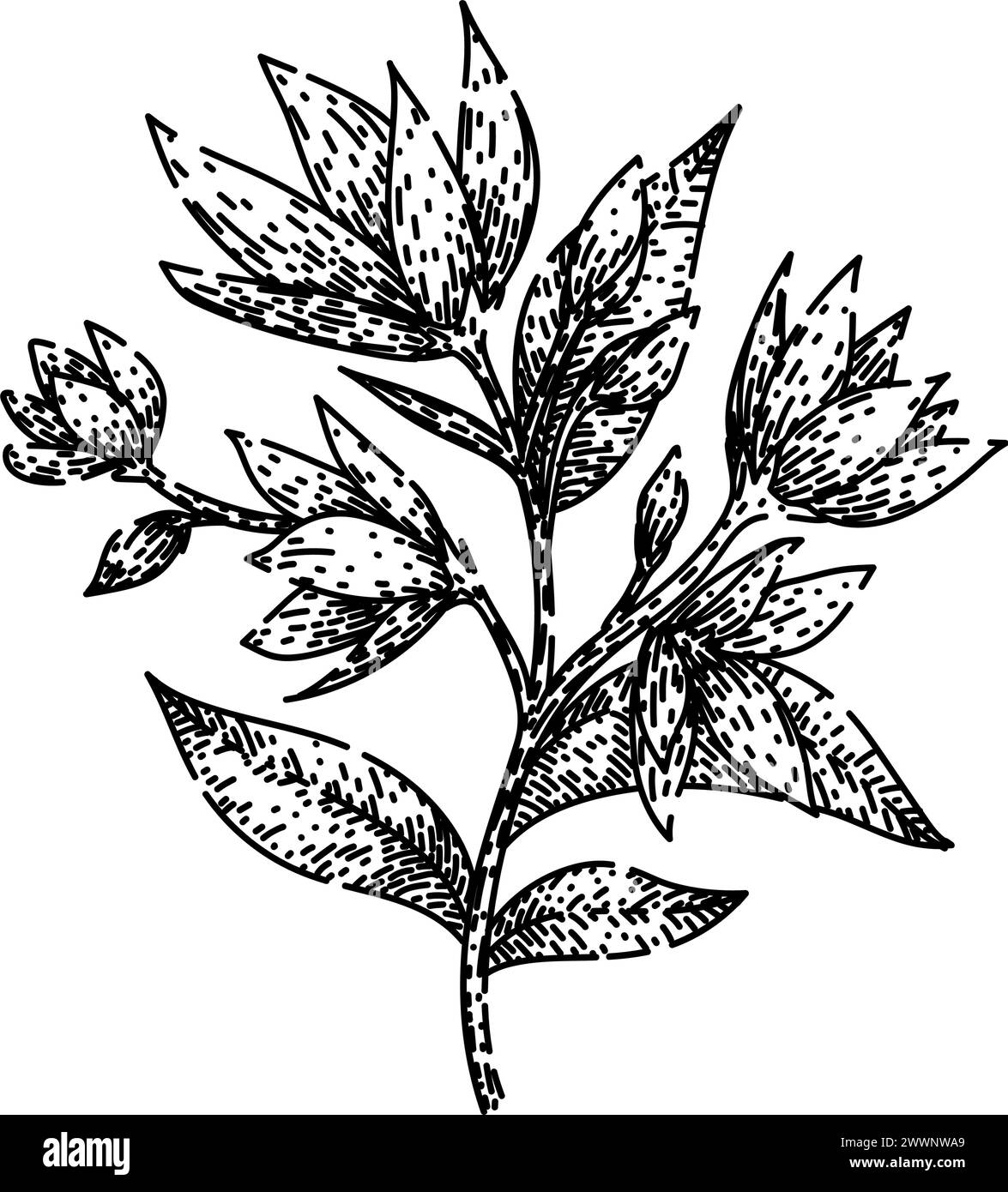 Jasmine flower drawing Black and White Stock Photos & Images - Alamy