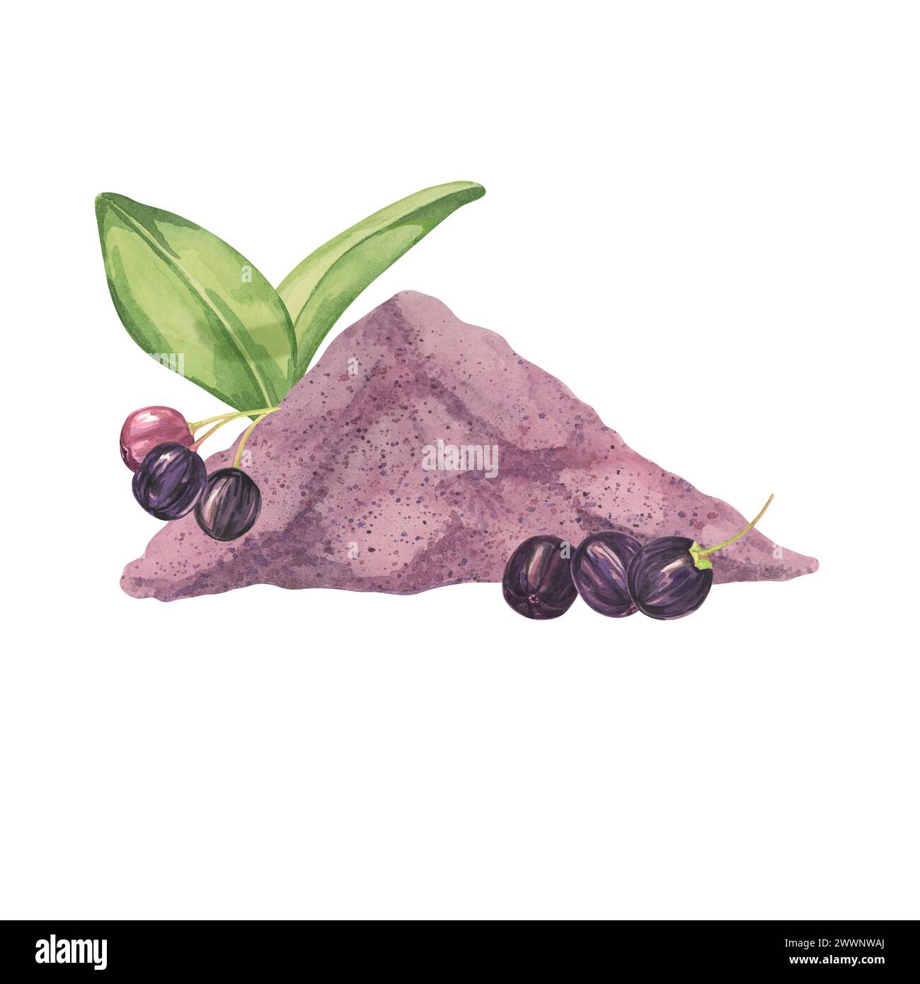 Dry maqui berry powder composition with leaves and fresh berries. Hand ...