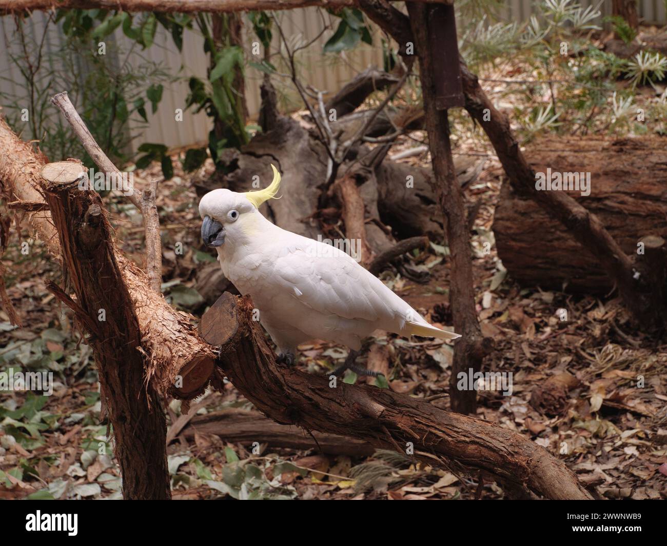 A sulphur-crested cockatoo on a branch in the zoo. Australia Stock ...